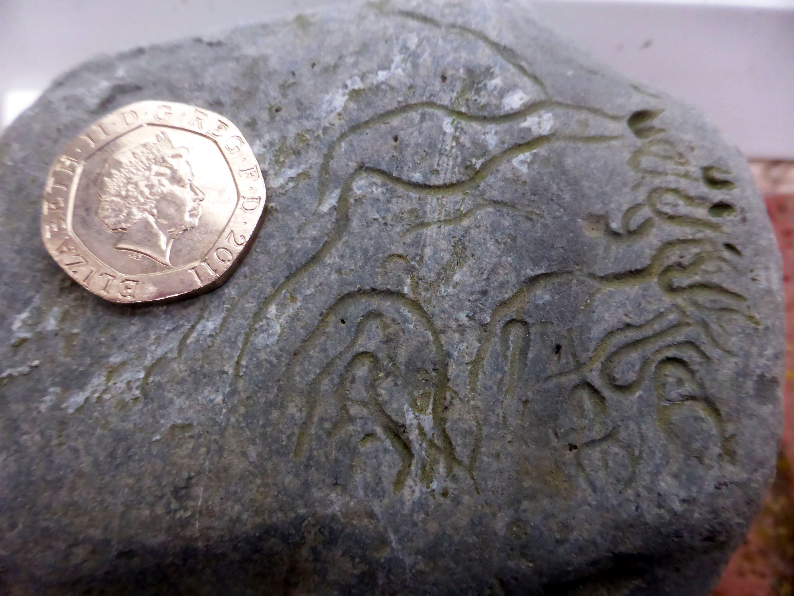 Rock from Australia - Fossil ID - The Fossil Forum