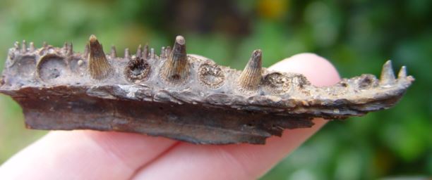 Sphyraenus barracuda? - Fossil ID - The Fossil Forum