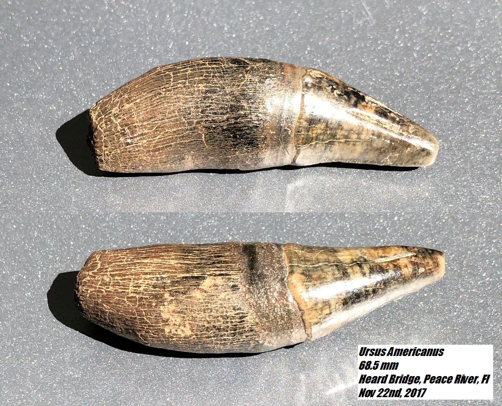 Dire Wolf tooth? - Fossil ID - The Fossil Forum