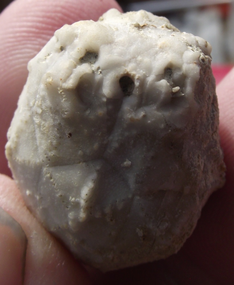 Some finds from my winter collecting - Fossil Hunting Trips - The ...