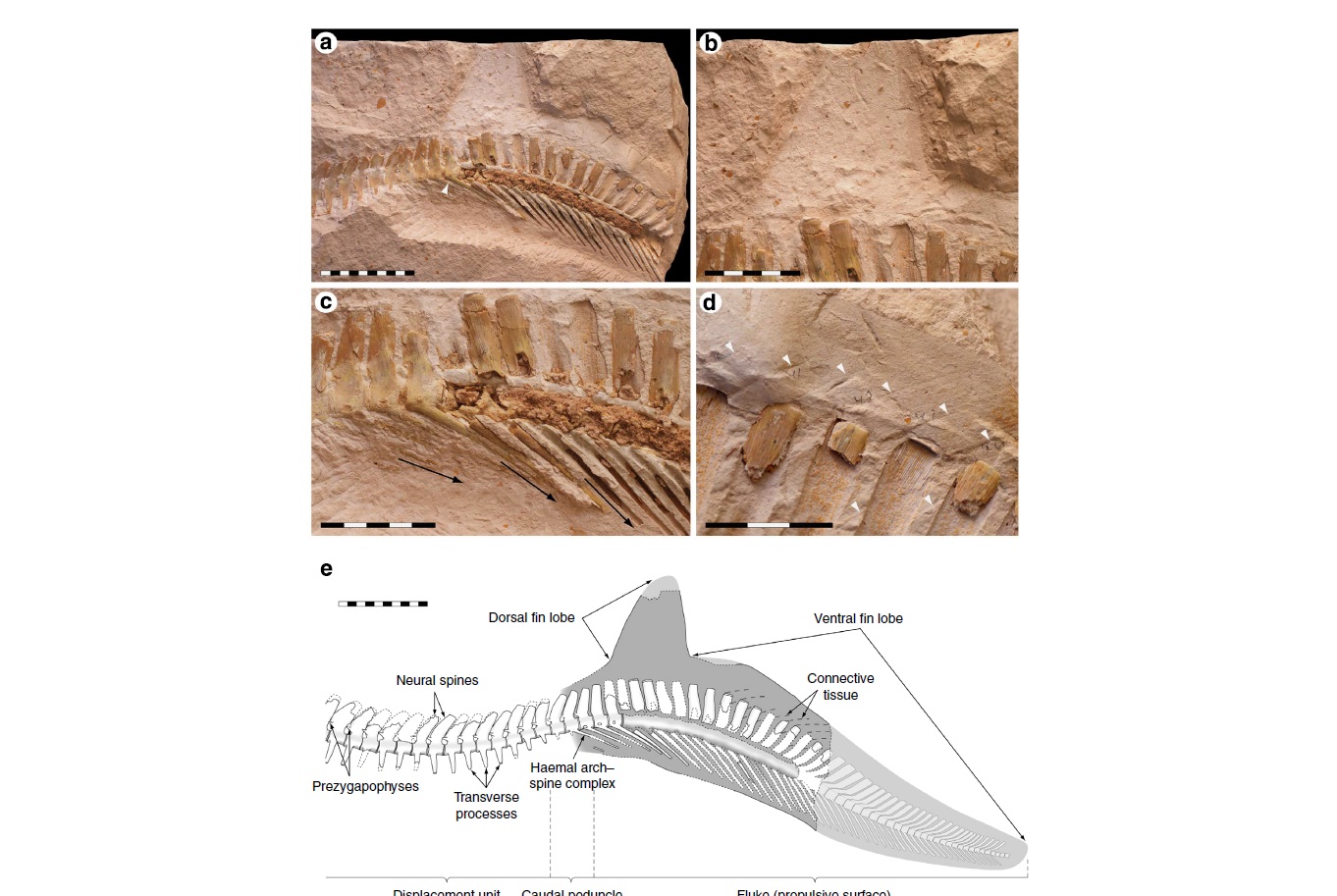 Mosasaur Skeleton pics needed. - Questions & Answers - The Fossil Forum