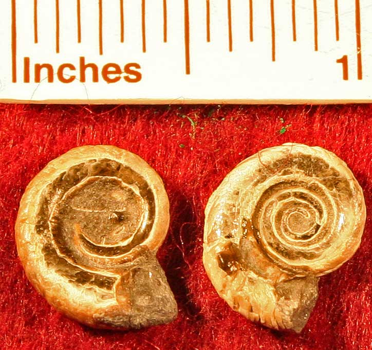 Is this a Straparollous? Holopea pyrene? - Fossil ID - The Fossil Forum