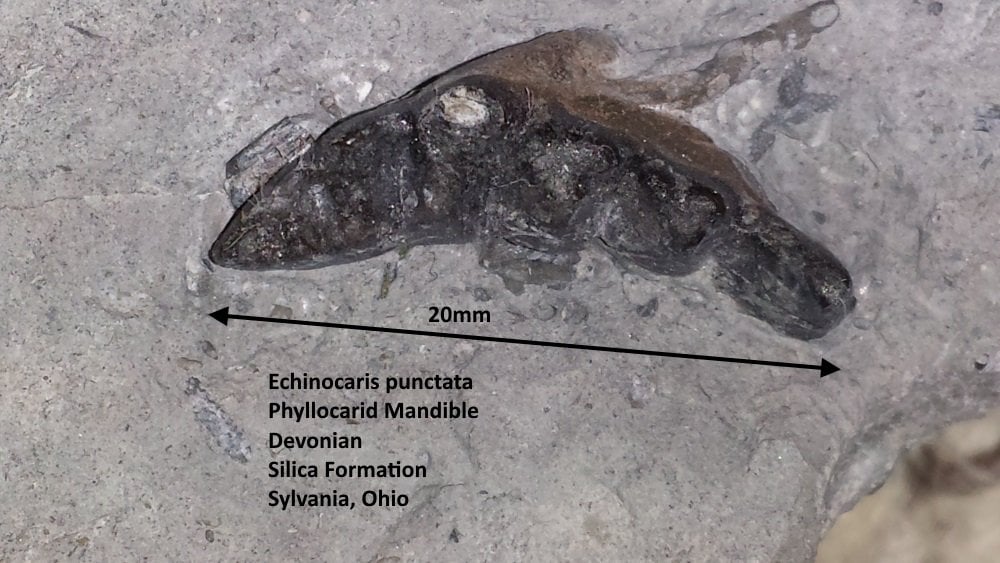 Echinocaris punctata.jpg - Member Collections - The Fossil Forum