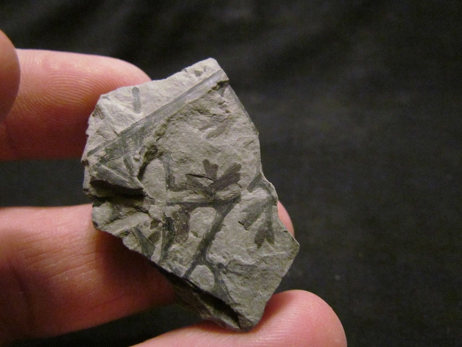 Sphenopteris fern A.jpg - Member Collections - The Fossil Forum