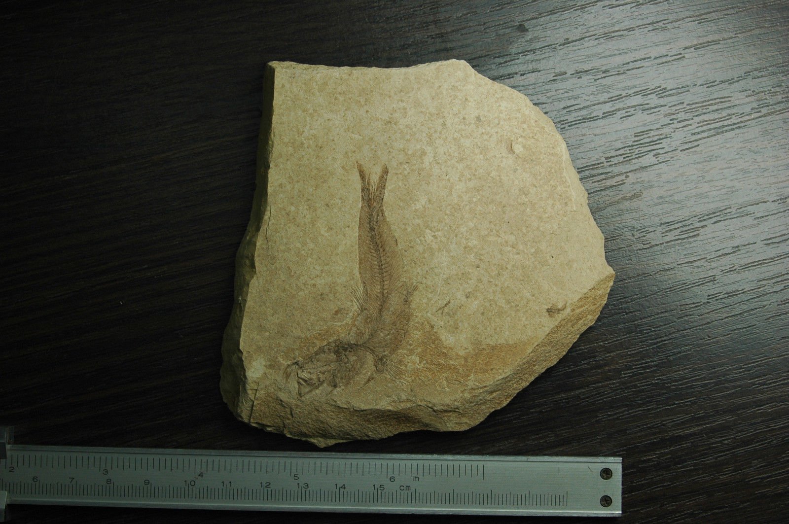 Clupea - Member Collections - The Fossil Forum