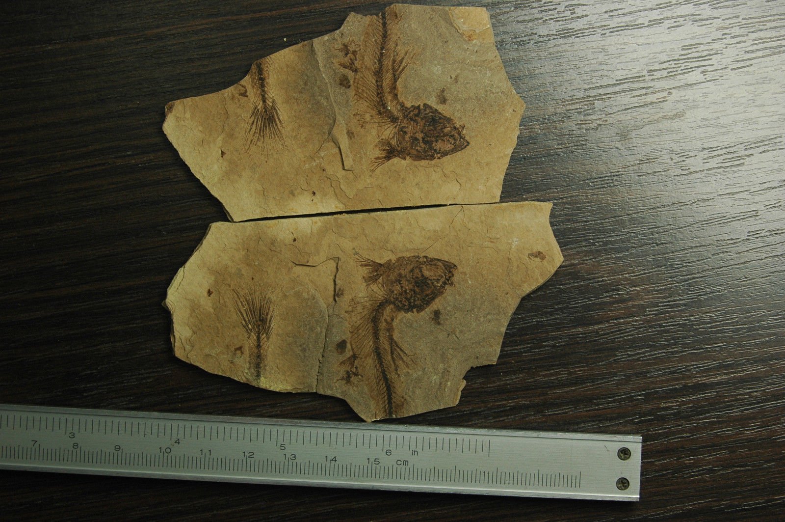 CLUPEA AND PALEOGADUS - Member Collections - The Fossil Forum