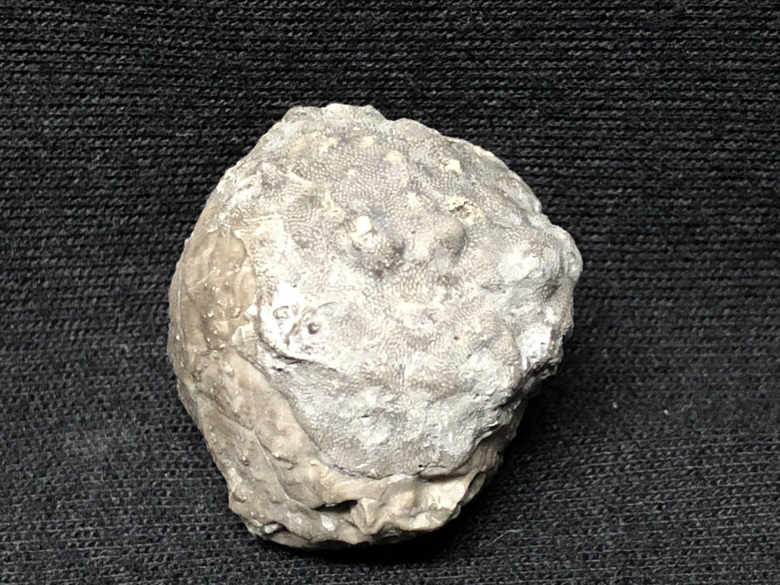 Caryocrintes Cystoid bulb - Member Collections - The Fossil Forum
