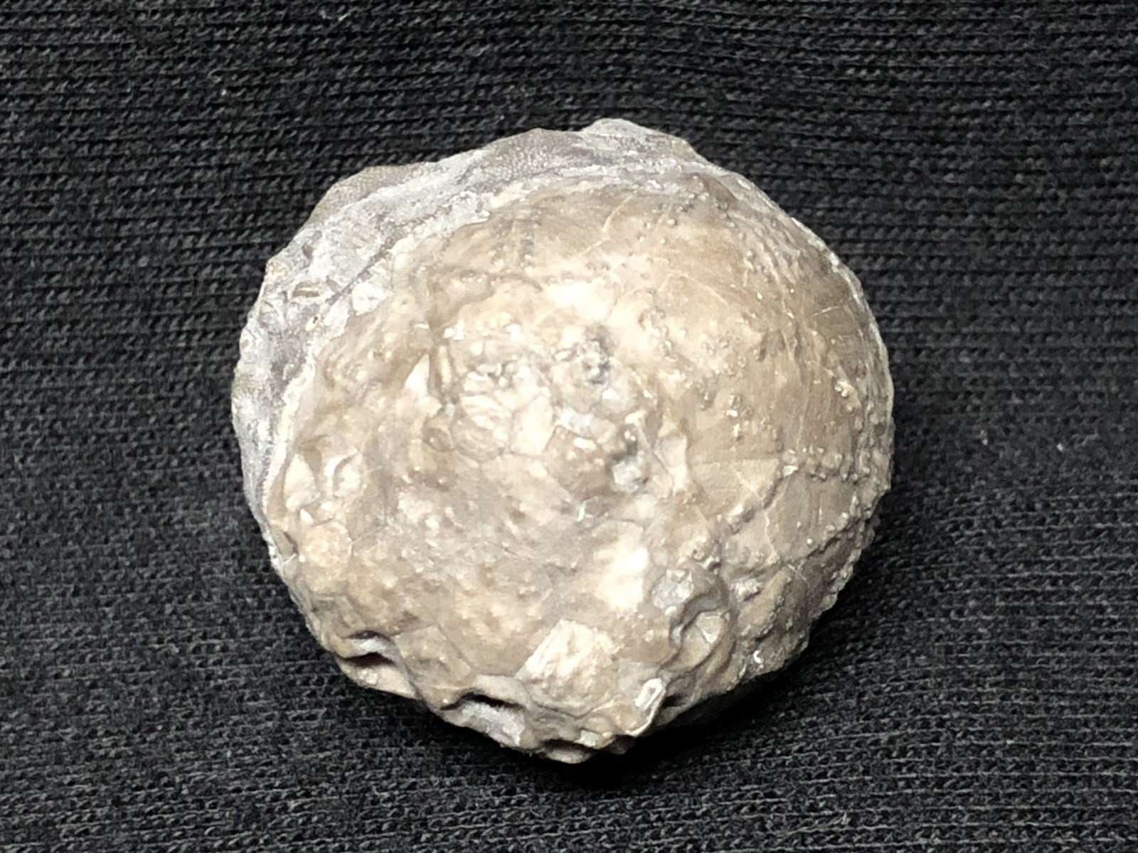 Caryocrintes Cystoid bulb - Member Collections - The Fossil Forum