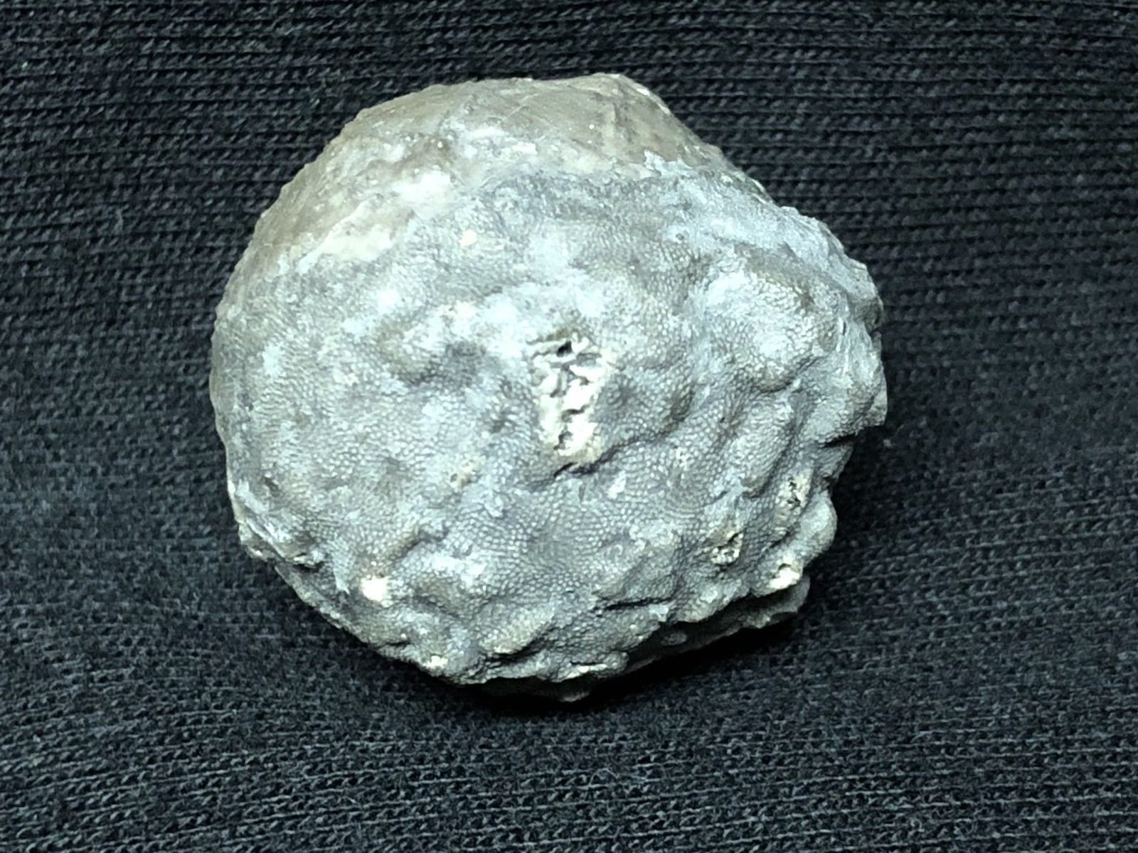 Caryocrintes Cystoid bulb - Member Collections - The Fossil Forum