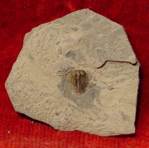Trilobite Brachyaspidion microps.jpg - Member Collections - The Fossil ...
