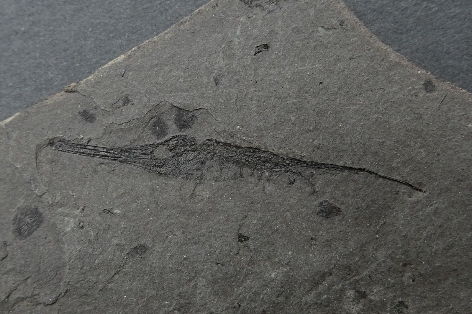 Aeoliscus longispinus (Rozhdestvensky, 1949) - Member Collections - The ...