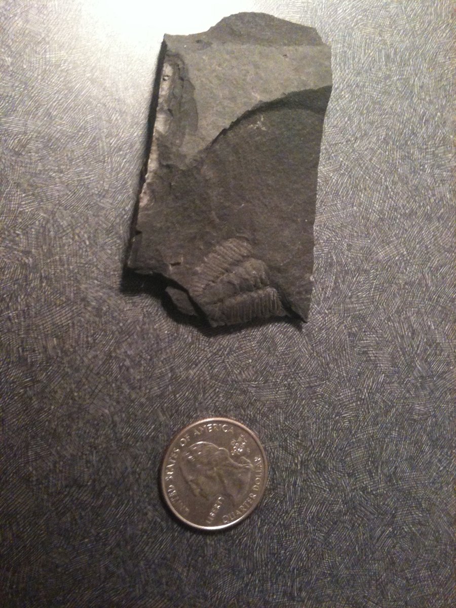Triarthrus eatoni fossil from VT - Member Collections - The Fossil Forum