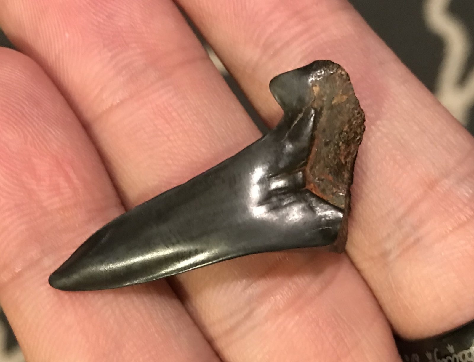 Tooth from Texas quarry - Member Collections - The Fossil Forum