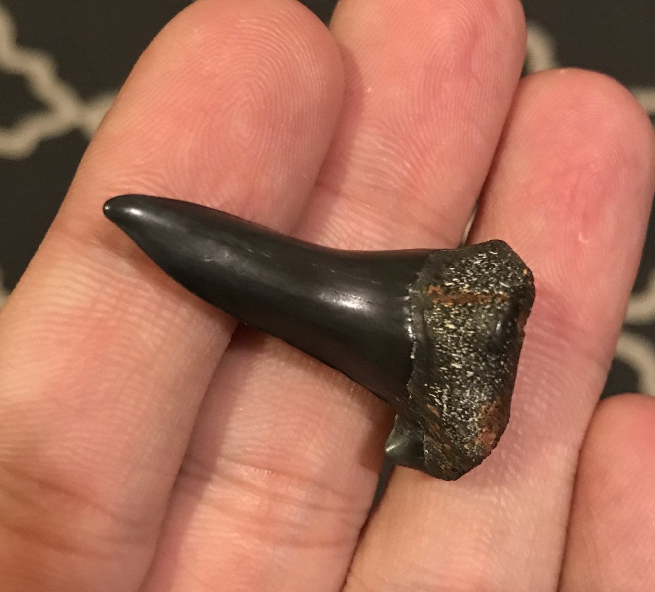 Other side of Tooth from Texas quarry - Member Collections - The Fossil ...
