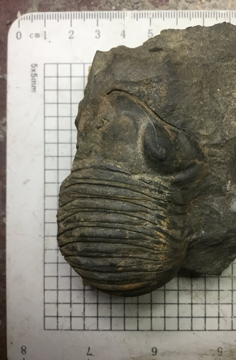 Dipleura dekayi - Trilobites - The Fossil Forum