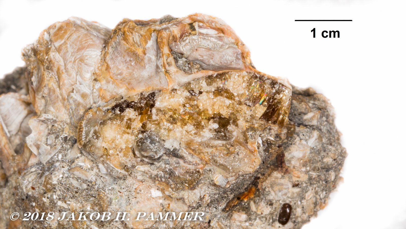 Agatized Barnacle - Member Collections - The Fossil Forum
