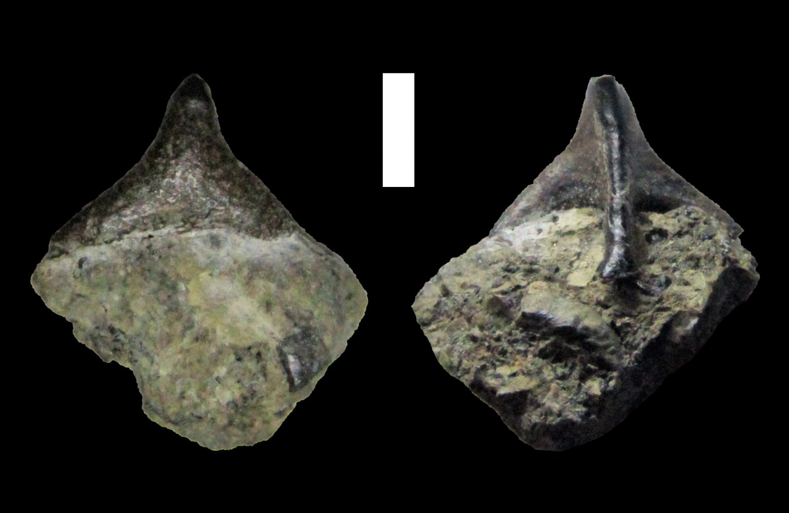 Hybodont cephalic clasper - Member Collections - The Fossil Forum