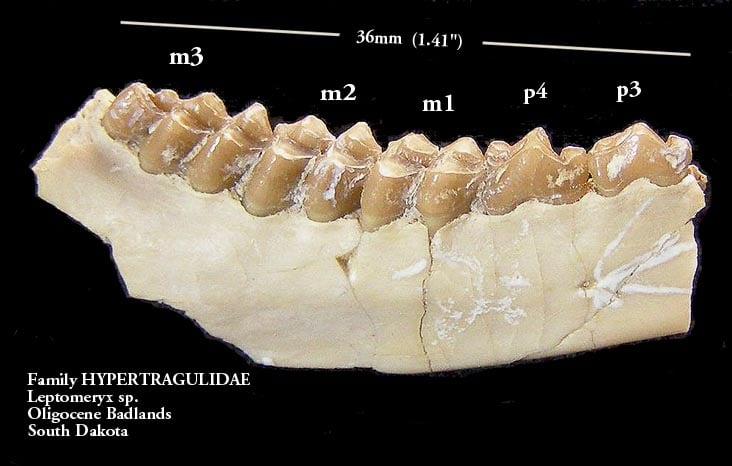 Leptomeryx (Oligocene Mammalia) - Fossil ID - The Fossil Forum