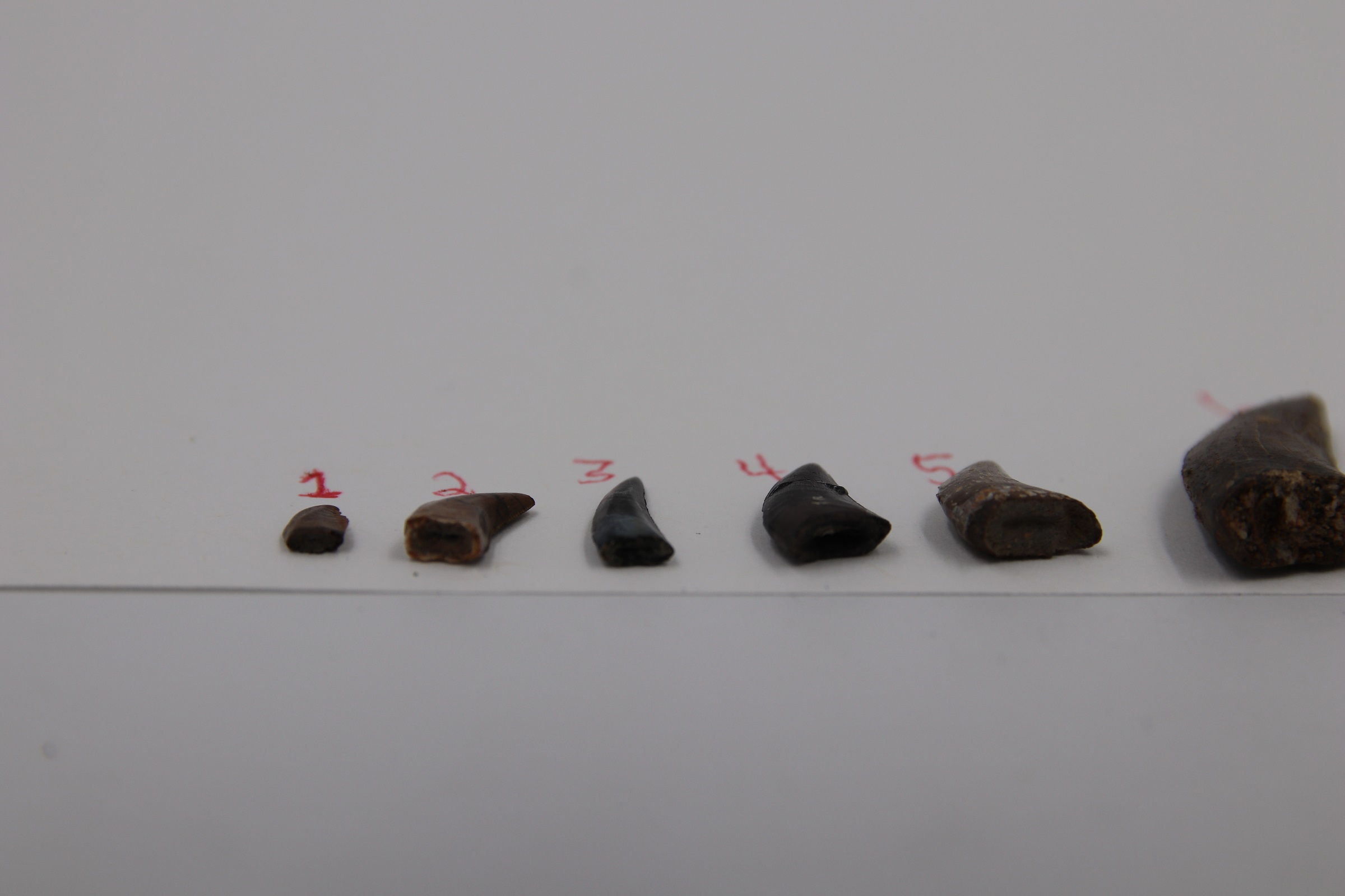 Cretaceous teeth - Fossil ID - The Fossil Forum