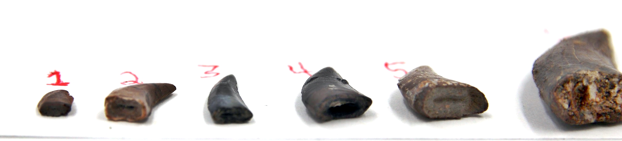 Cretaceous teeth - Fossil ID - The Fossil Forum