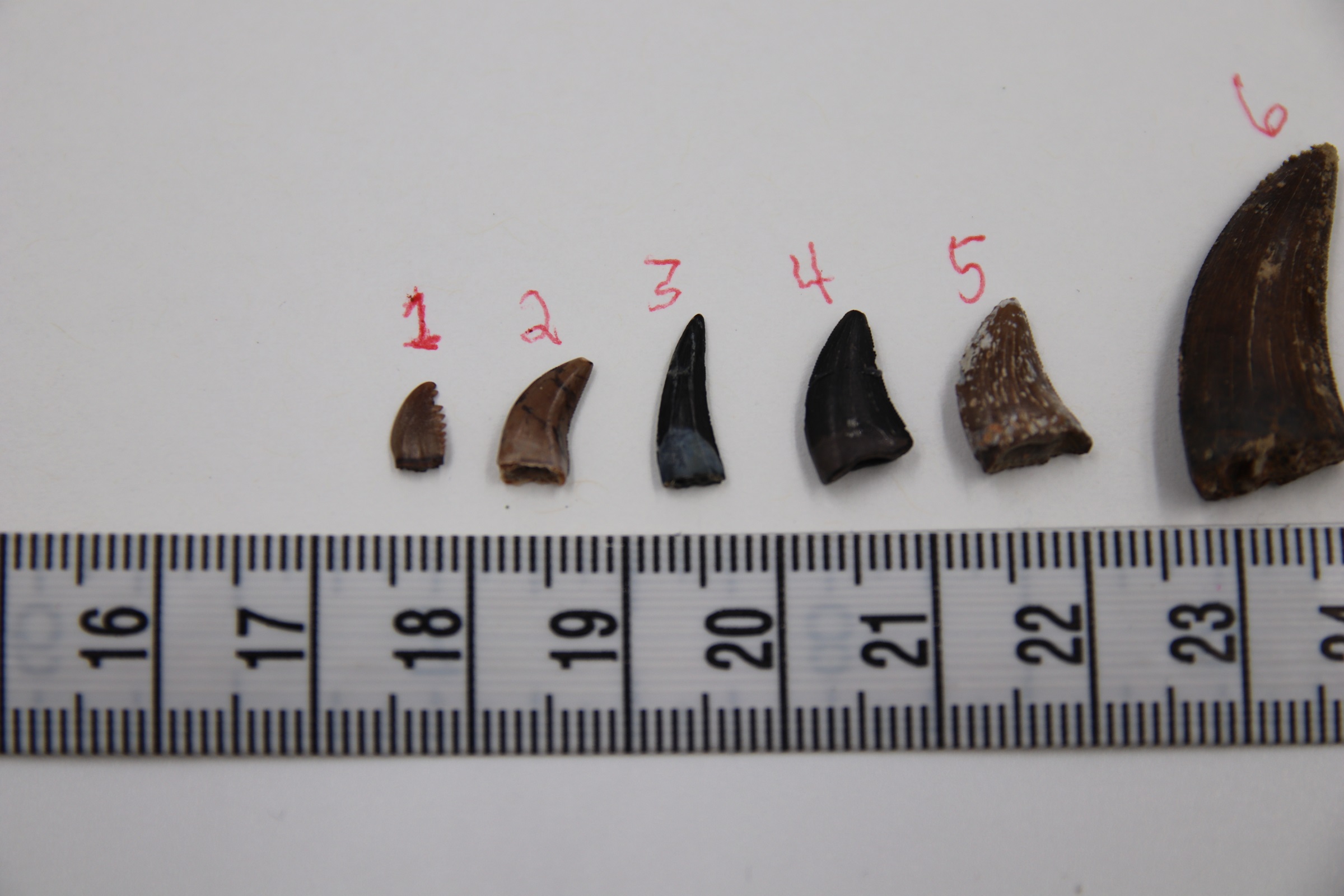 Cretaceous teeth - Fossil ID - The Fossil Forum