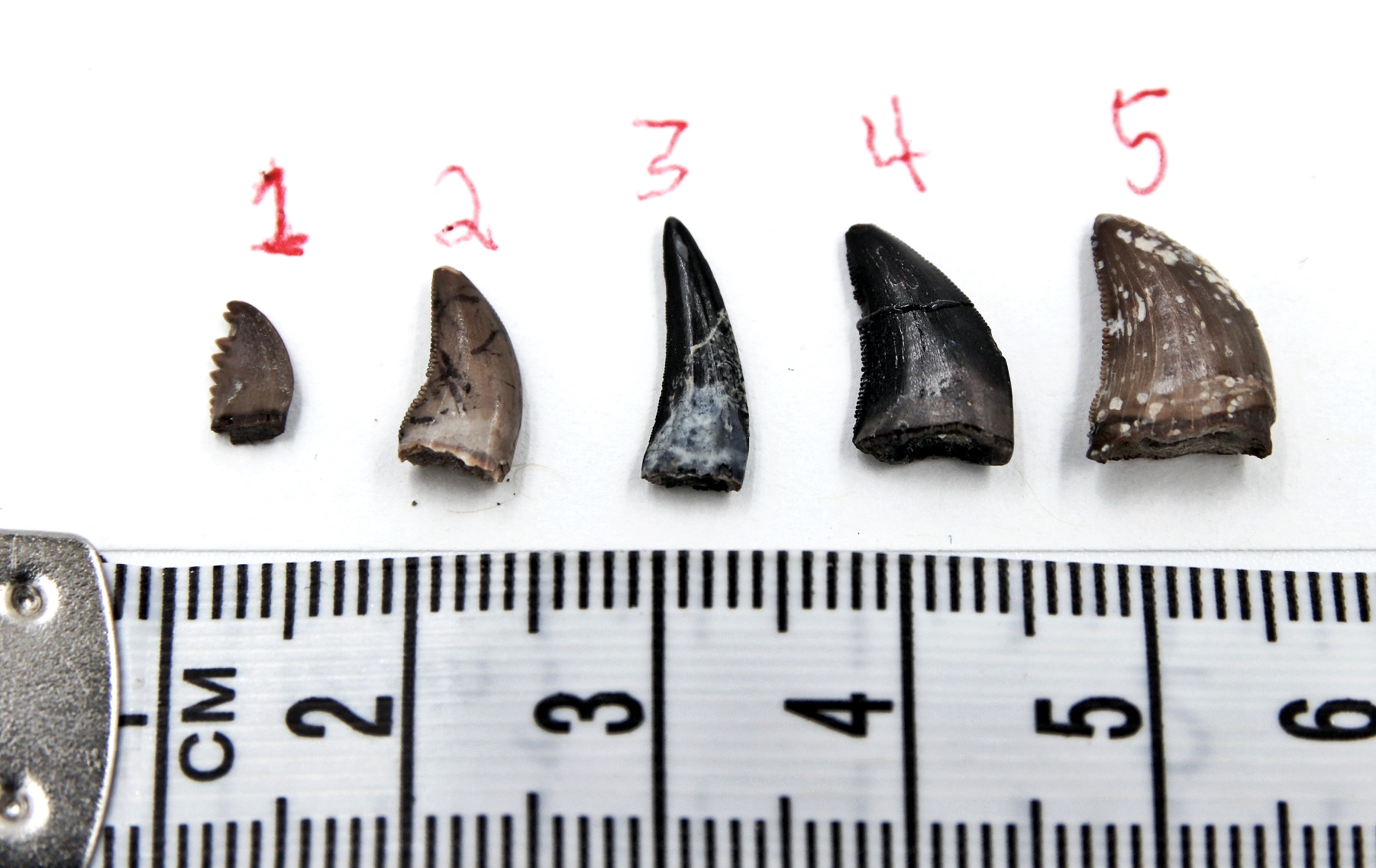 Cretaceous teeth - Fossil ID - The Fossil Forum