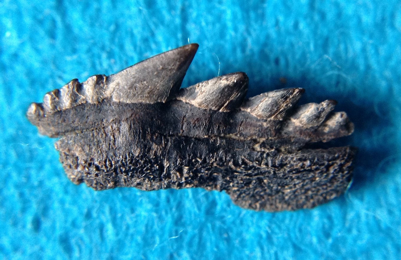 Show me your six and seven gill shark teeth - Page 2 - Member ...