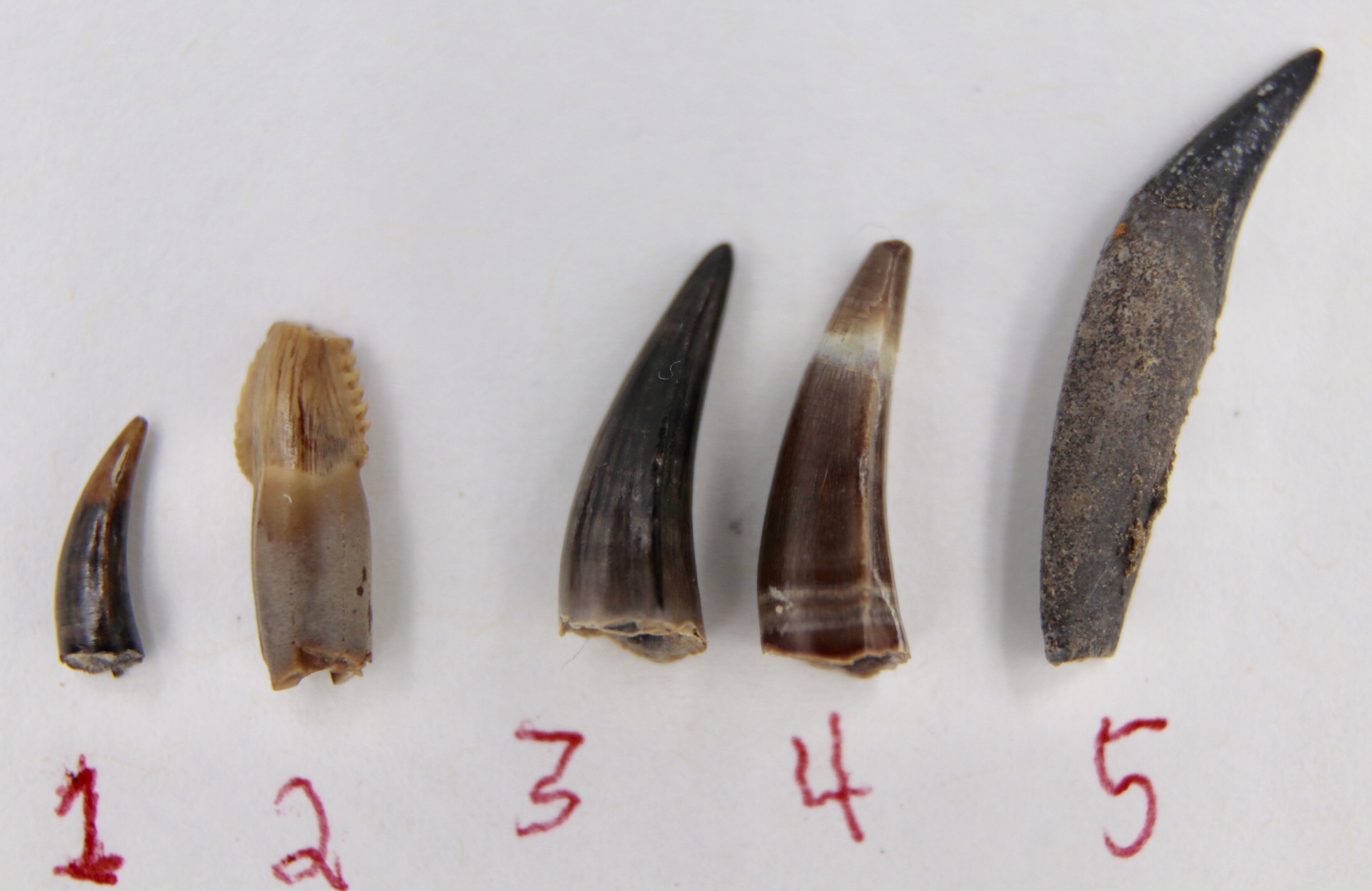 Cretaceous Teeth for ID - Fossil ID - The Fossil Forum