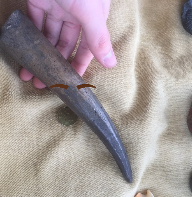 Giant Spino tooth? - Fossil ID - The Fossil Forum