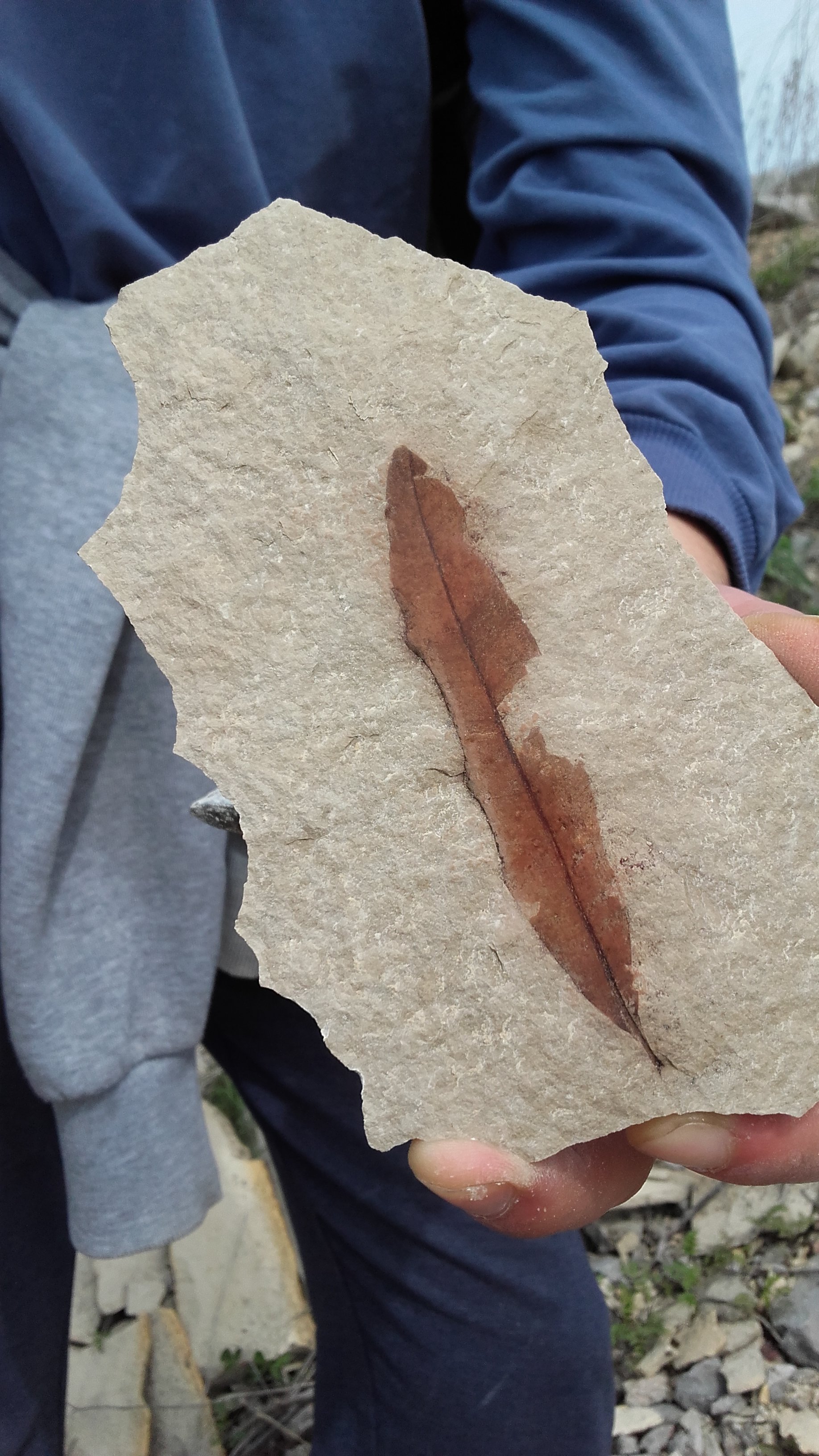 Open season of Fossil hunting! - Fossil Hunting Trips - The Fossil Forum