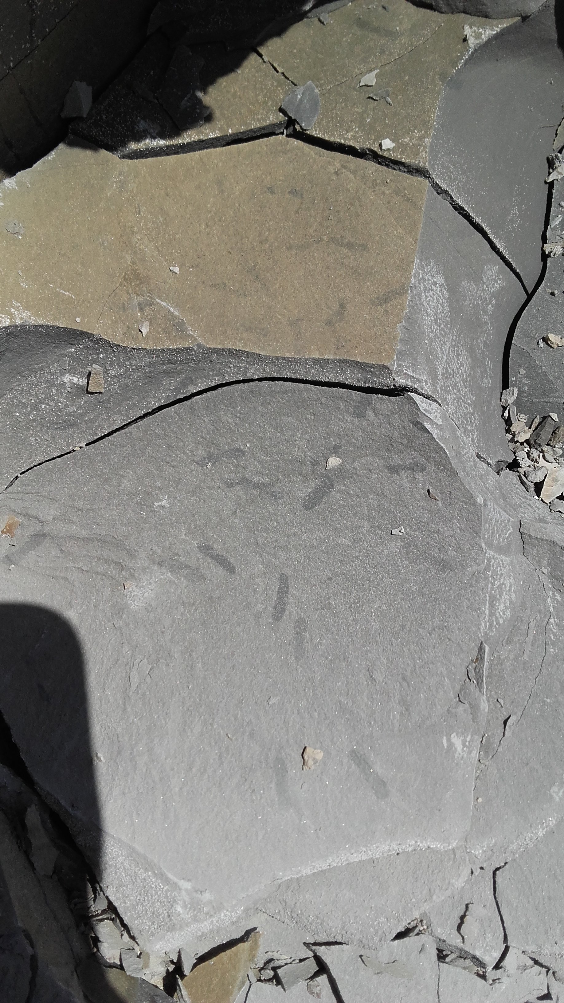 Cherry Quarry Hunting - Fossil Hunting Trips - The Fossil Forum