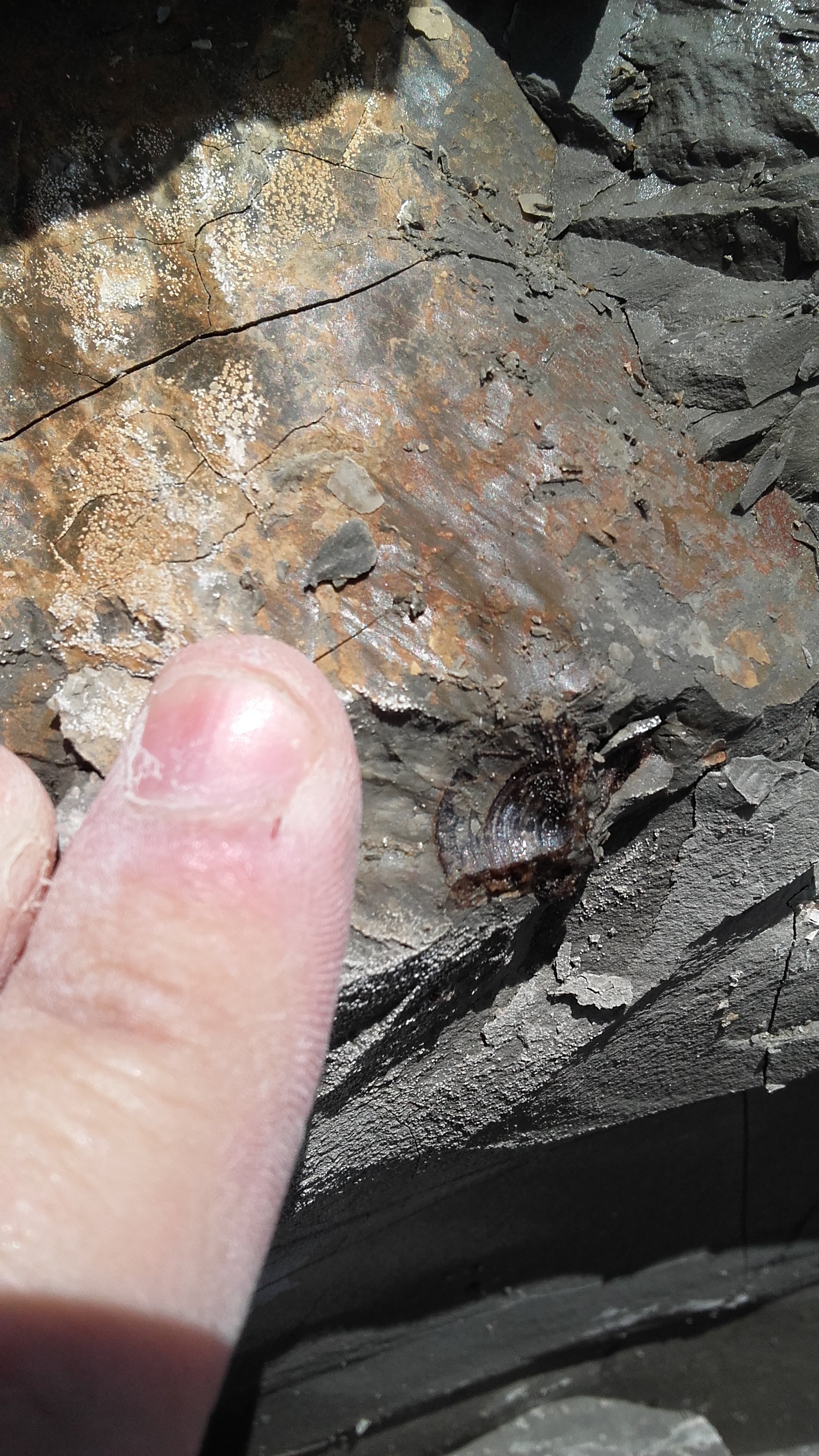Cherry Quarry Hunting - Fossil Hunting Trips - The Fossil Forum