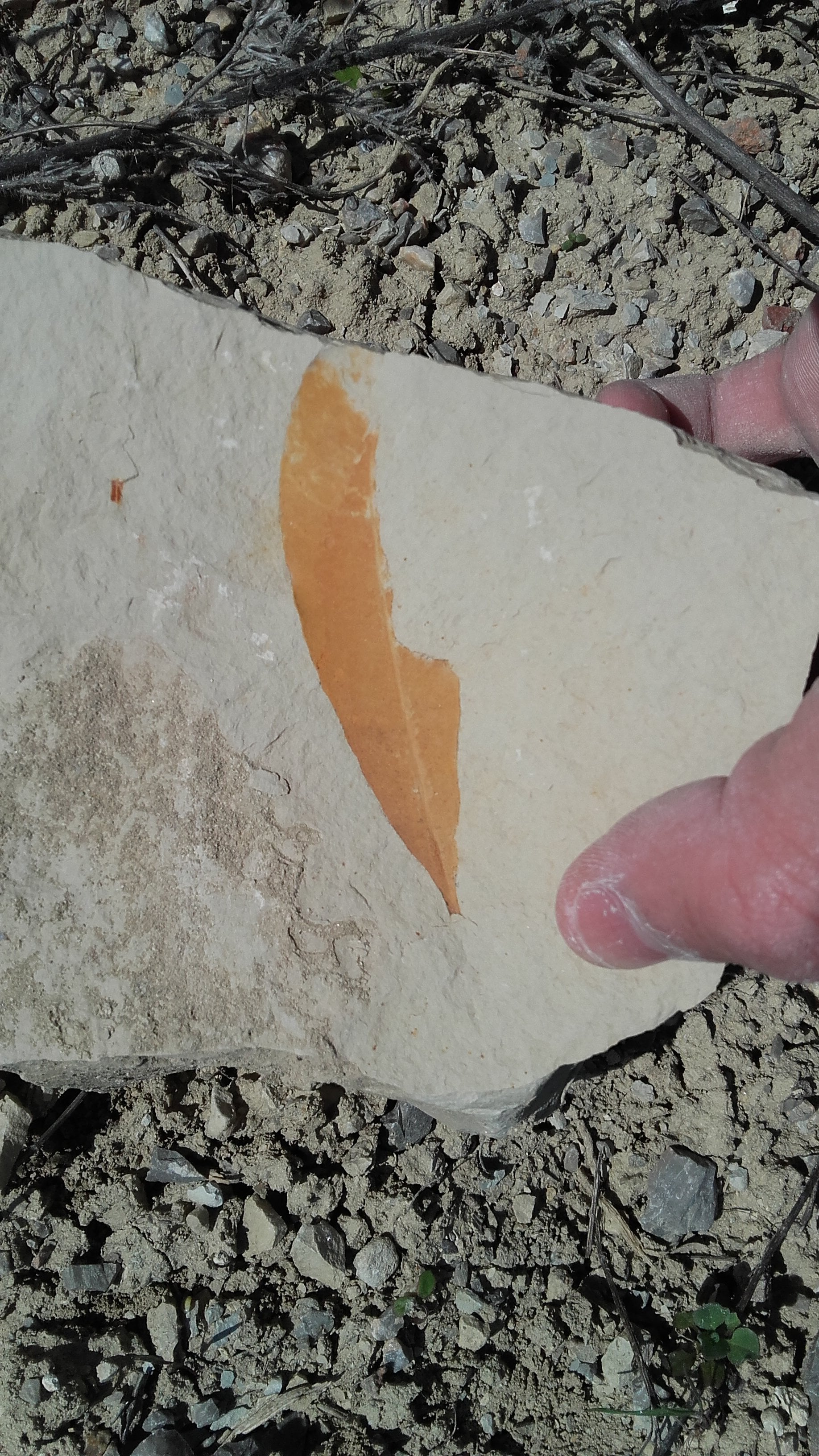 Cherry Quarry Hunting - Fossil Hunting Trips - The Fossil Forum