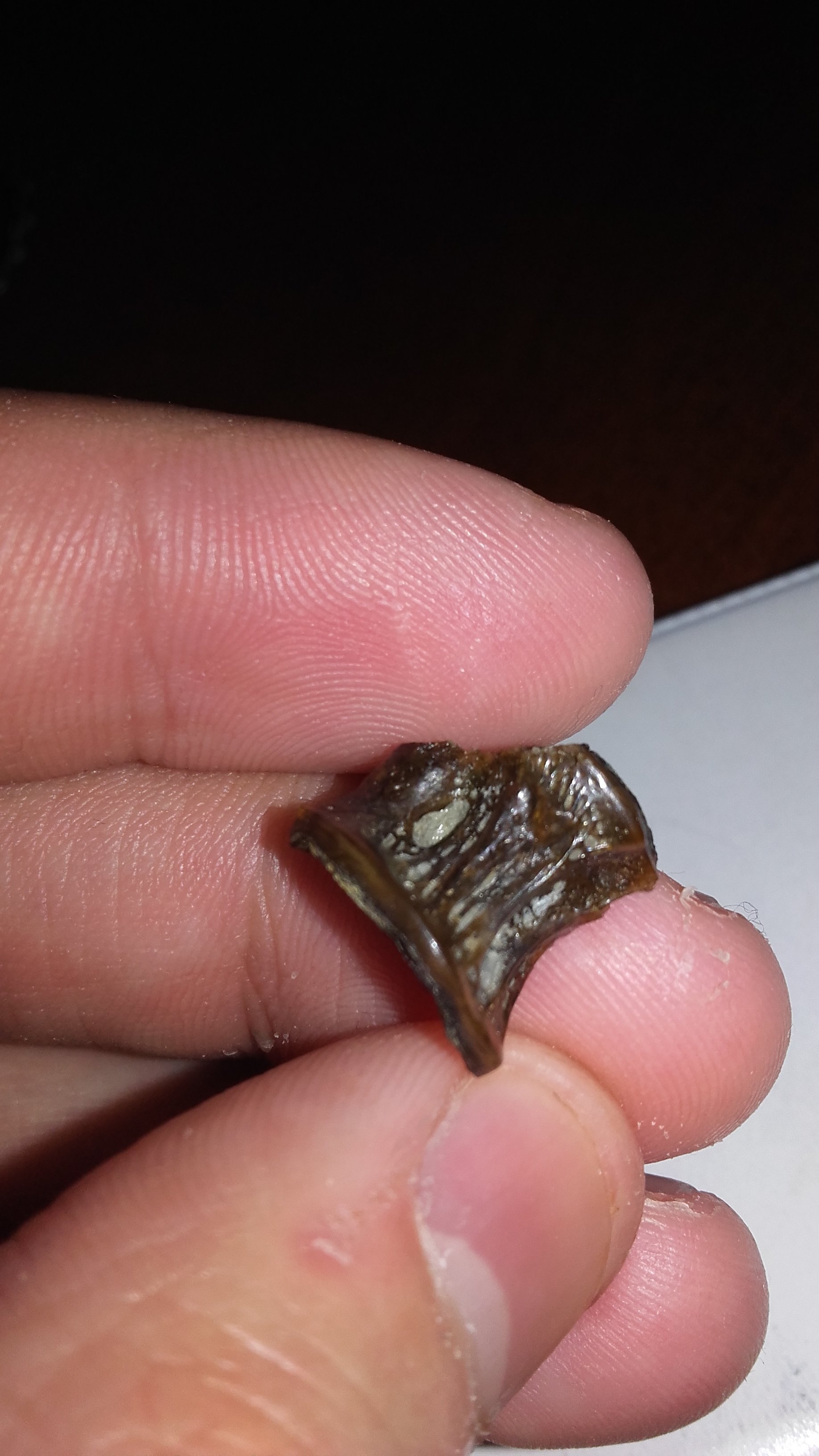 Cherry Quarry Hunting - Fossil Hunting Trips - The Fossil Forum