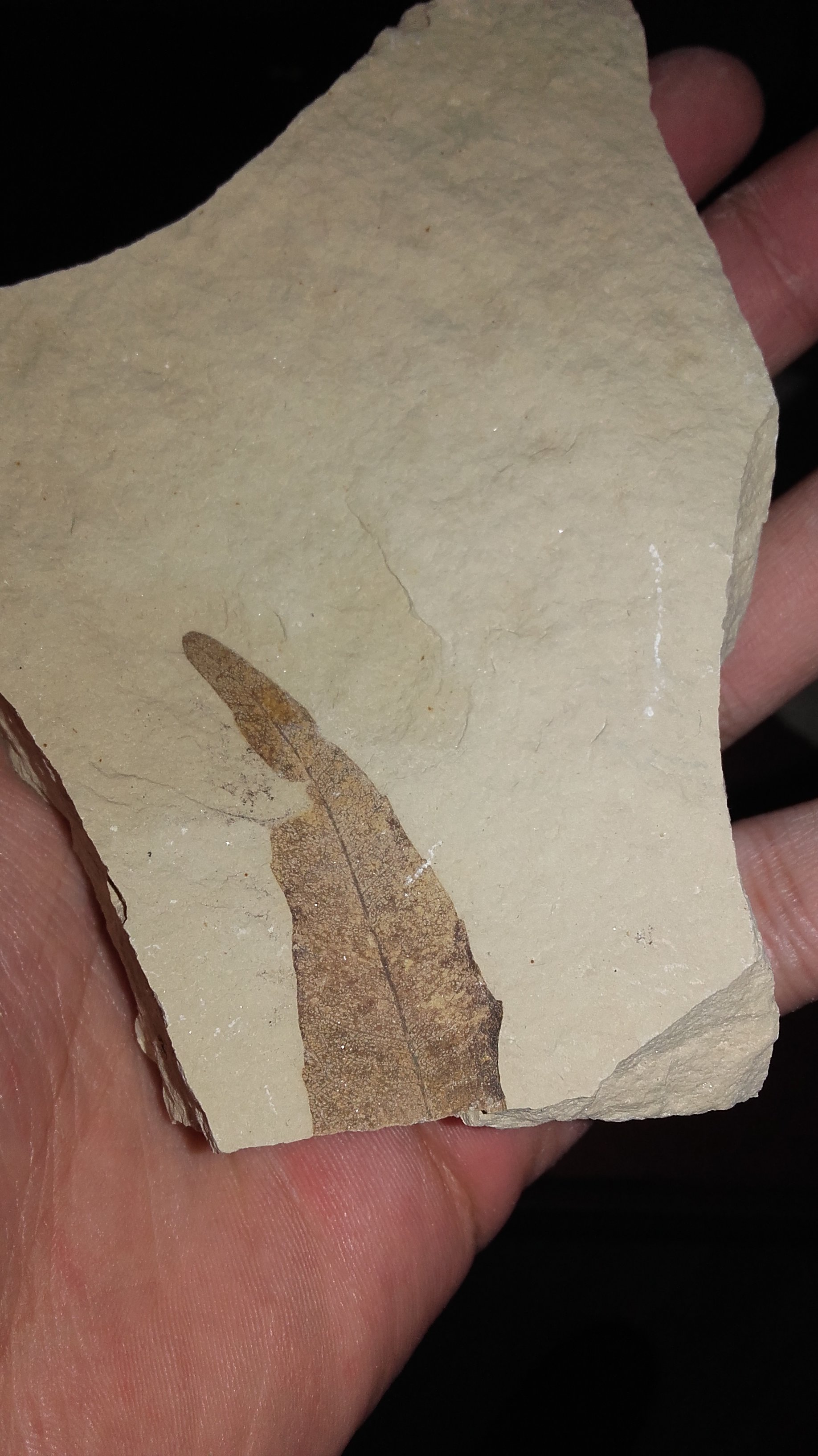 Cherry Quarry Hunting - Fossil Hunting Trips - The Fossil Forum
