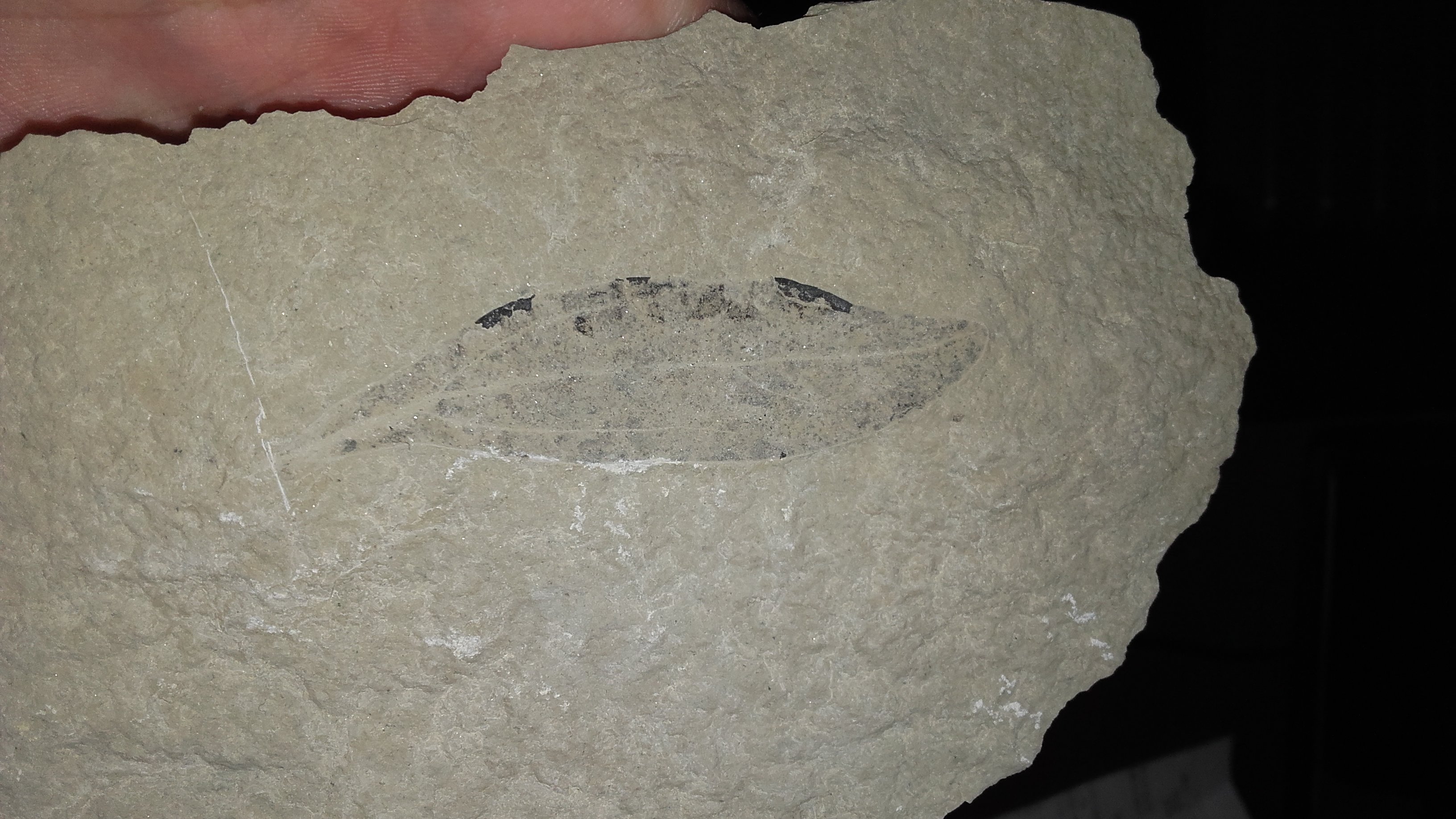 Cherry Quarry Hunting - Fossil Hunting Trips - The Fossil Forum