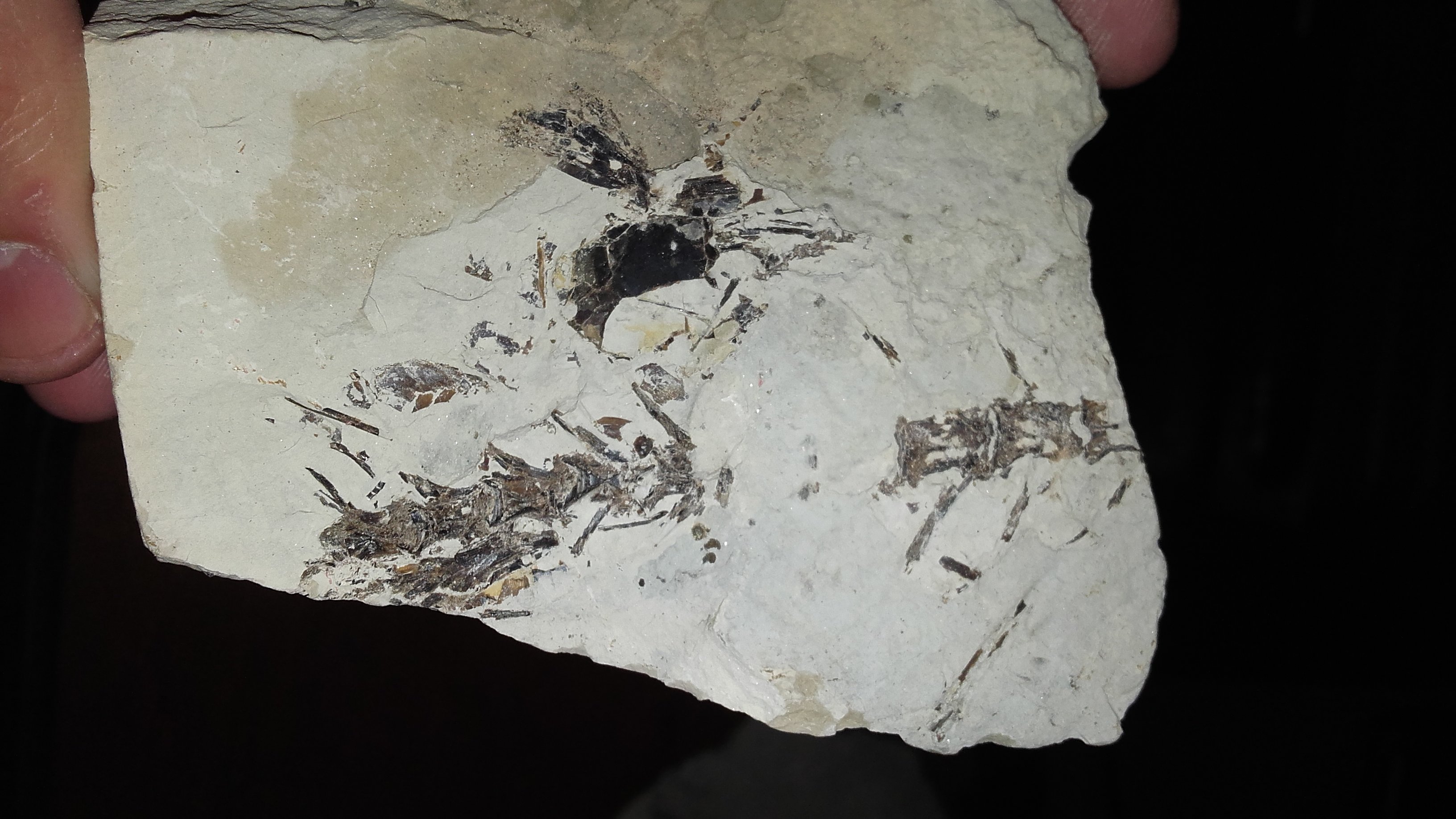 Cherry Quarry Hunting - Fossil Hunting Trips - The Fossil Forum