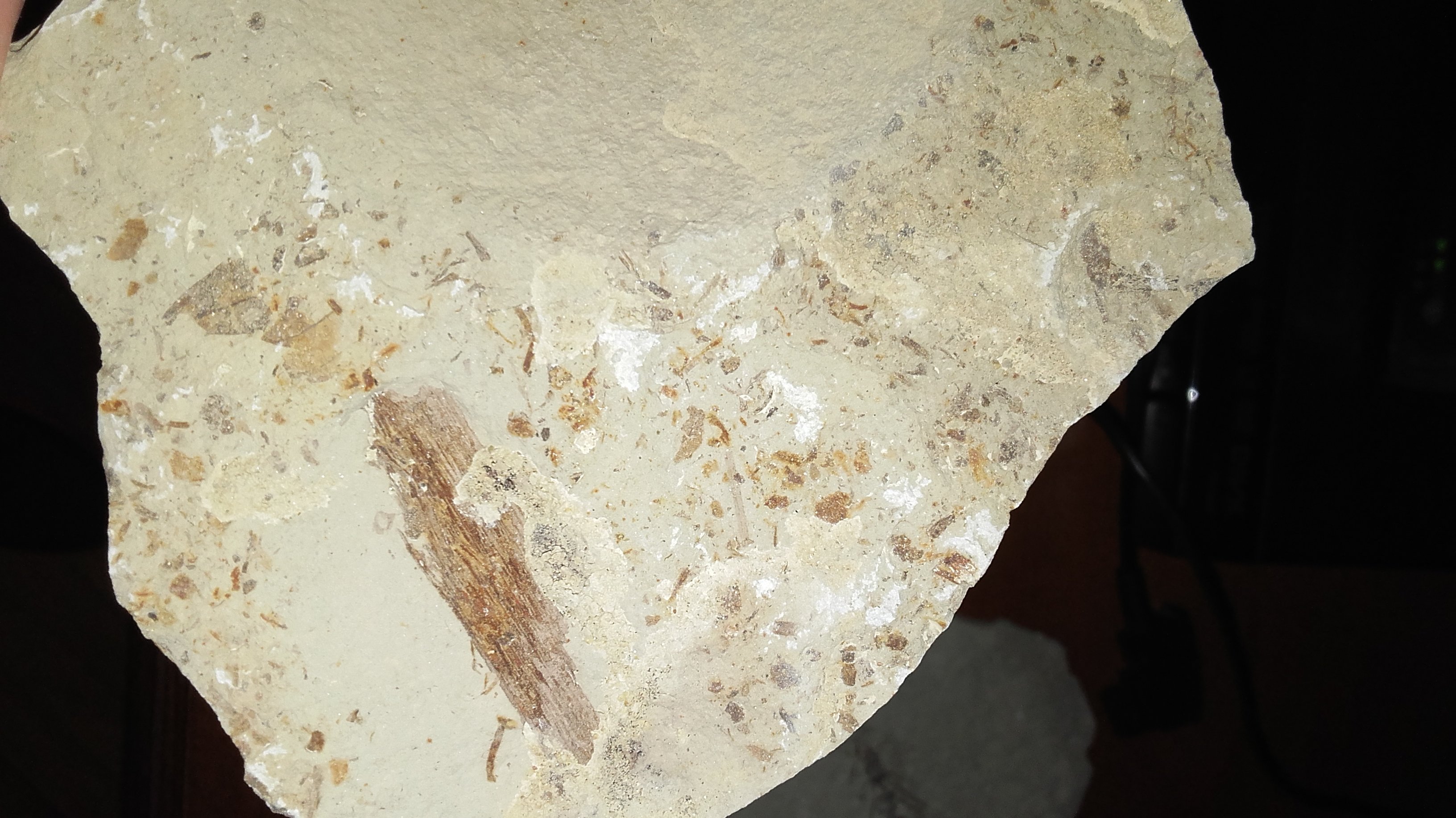 Cherry Quarry Hunting - Fossil Hunting Trips - The Fossil Forum