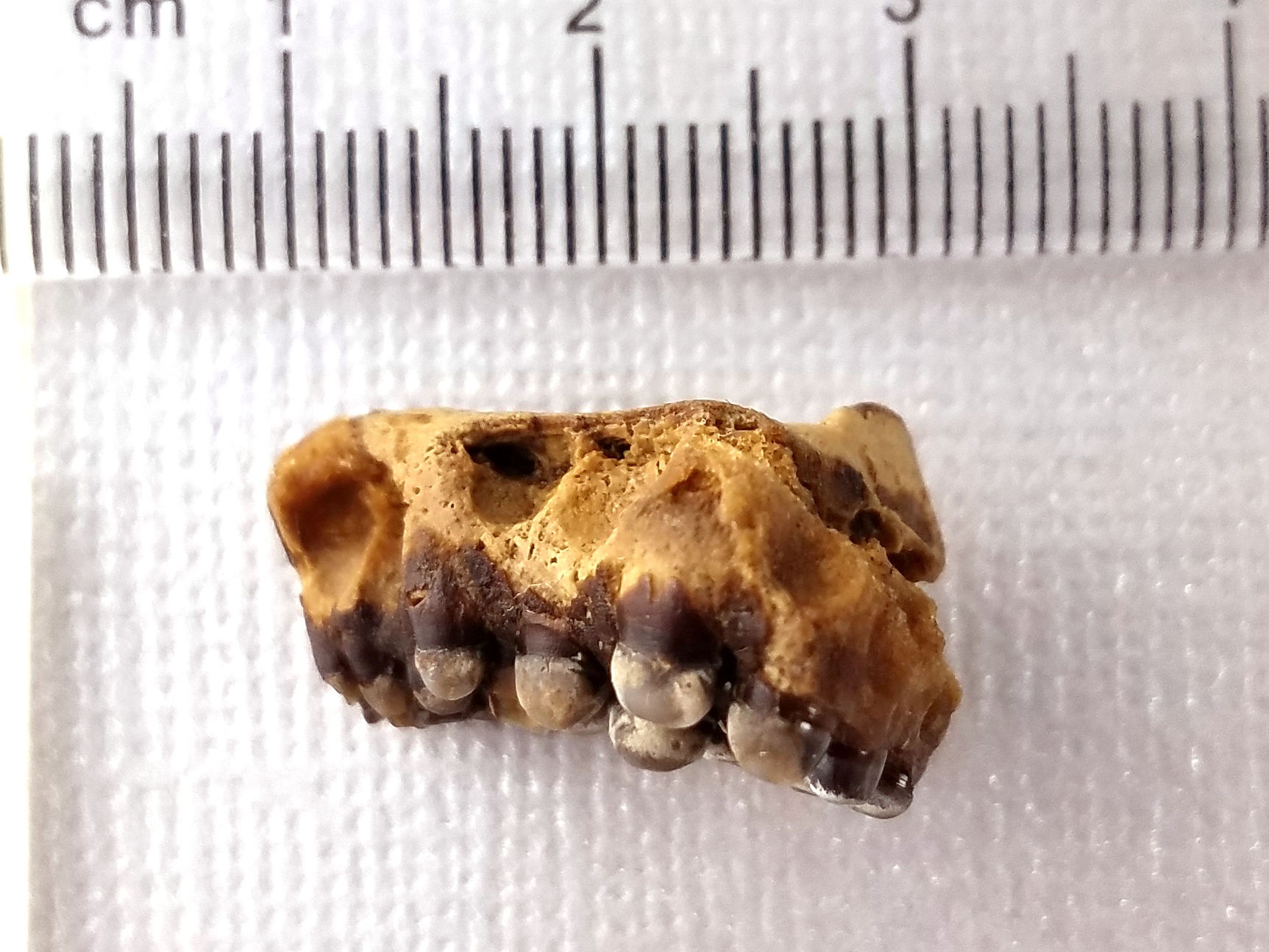What is this cluster of nodules? - Fossil ID - The Fossil Forum