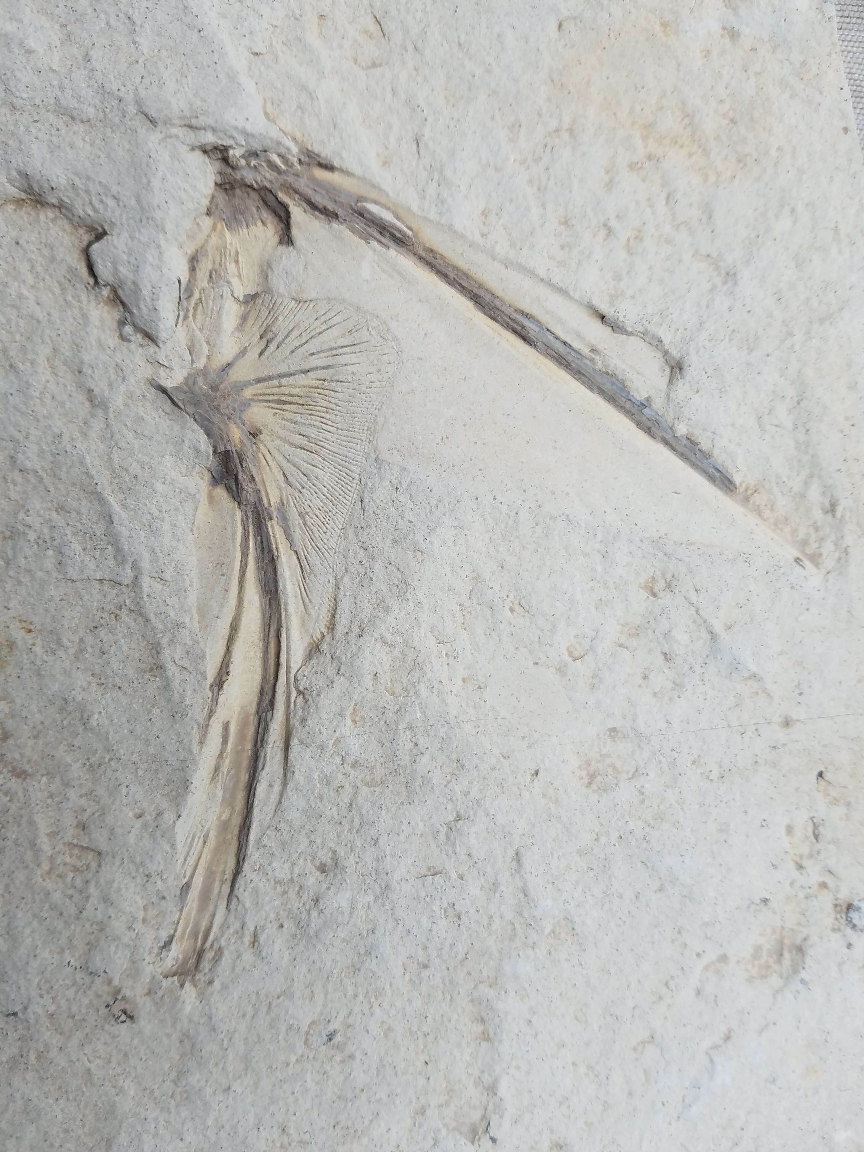 Pterosaur Wing? - Fossil ID - The Fossil Forum