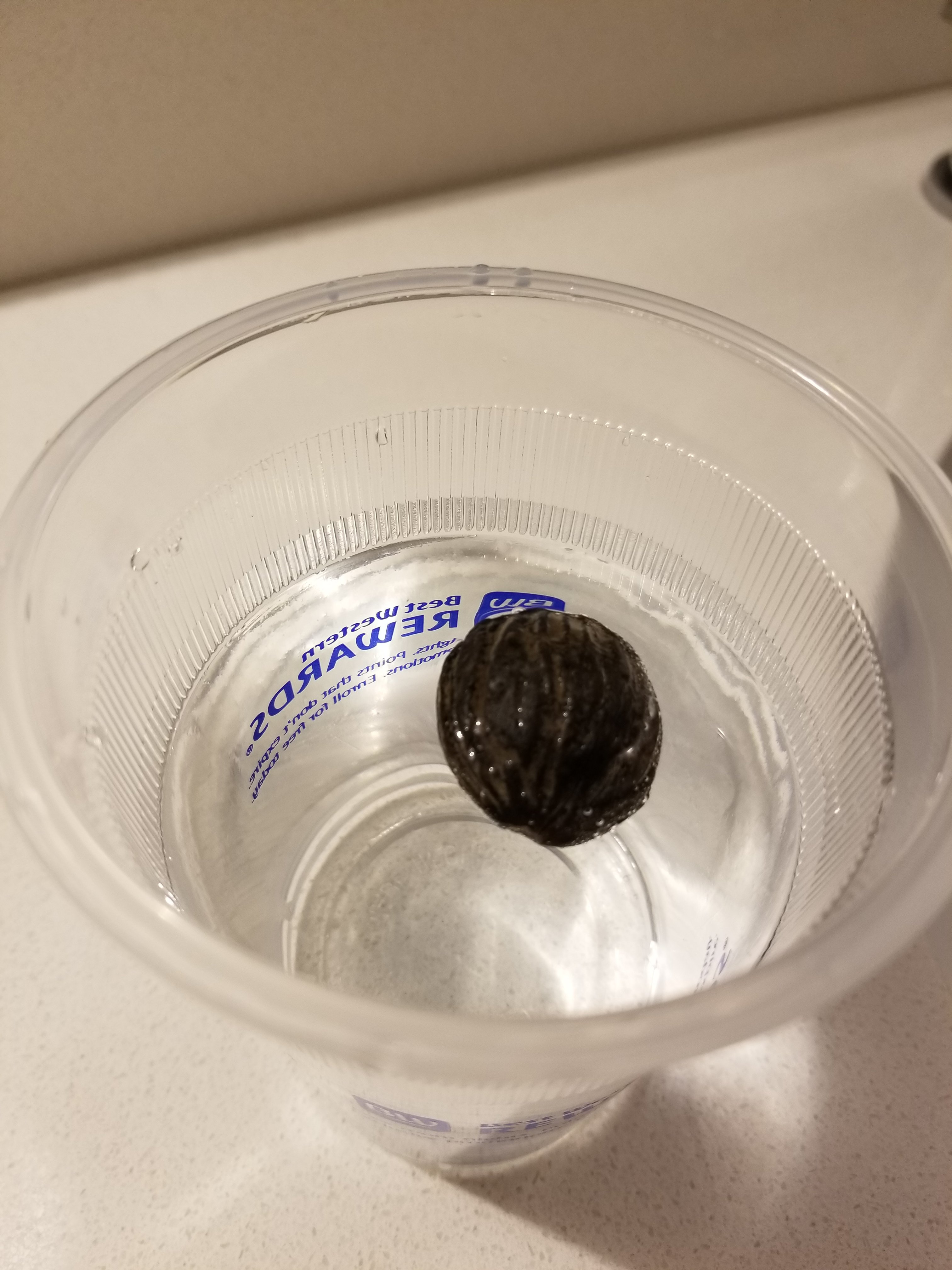 Nut - Fossil ID - The Fossil Forum