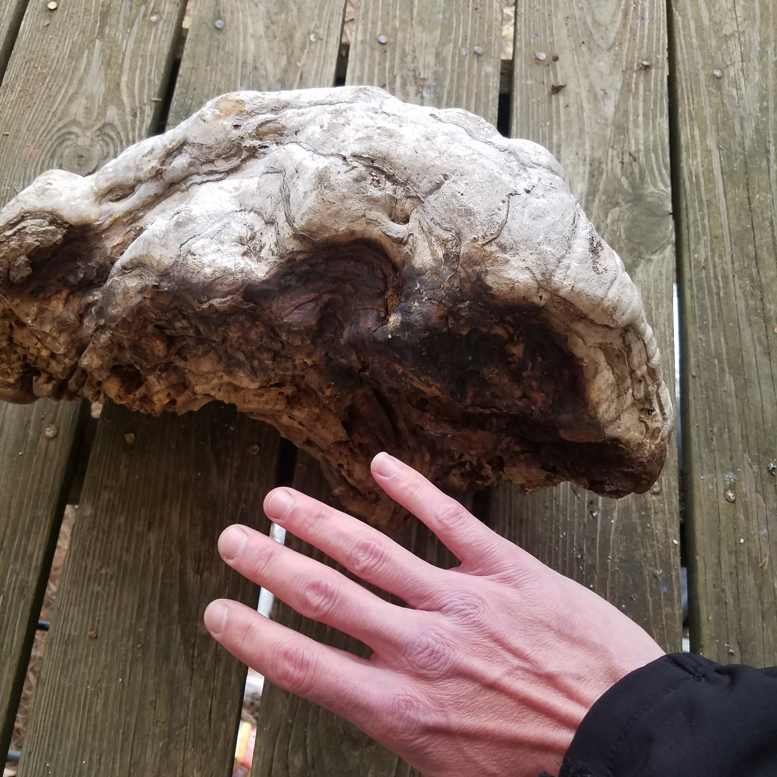 Petrified fungi - Fossil ID - The Fossil Forum