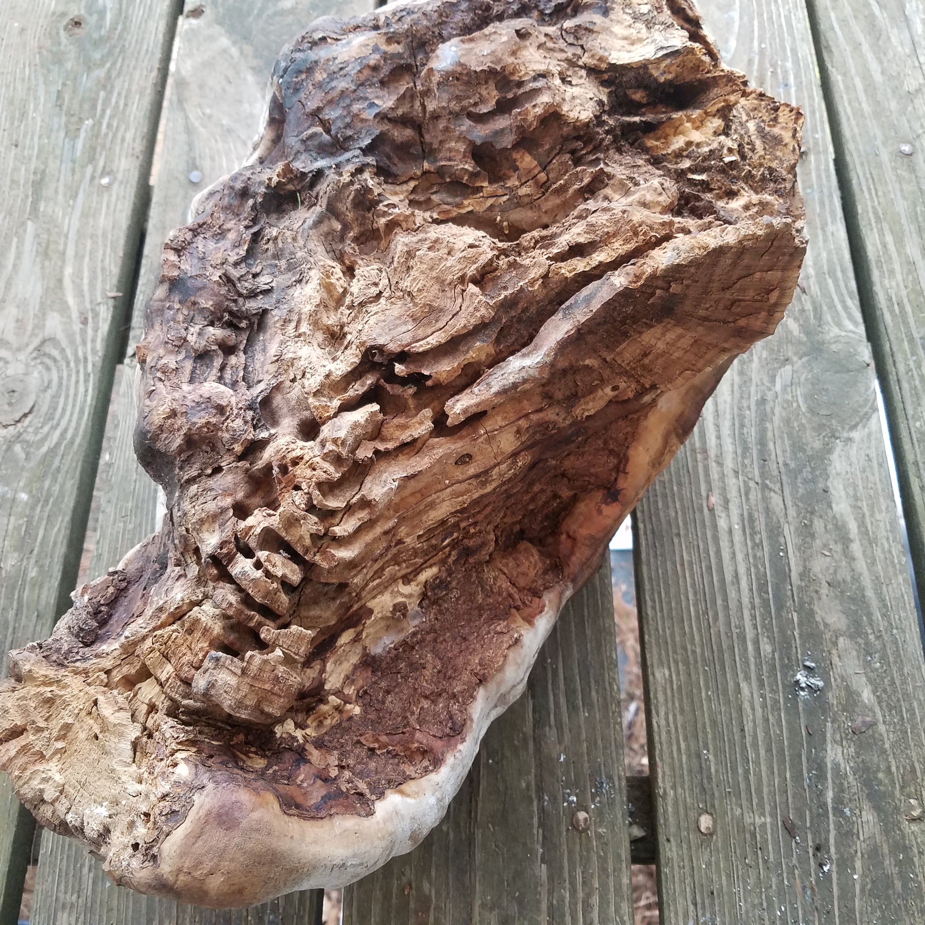 Petrified fungi - Fossil ID - The Fossil Forum