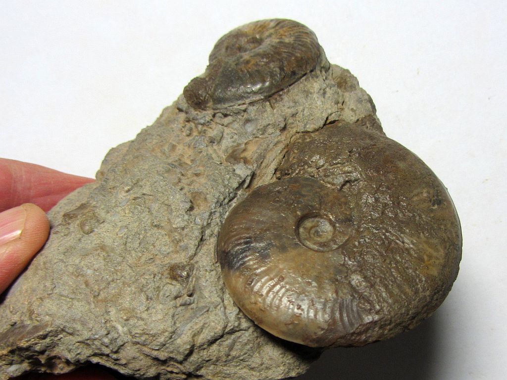 I took my camera along again - Fossil Hunting Trips - The Fossil Forum