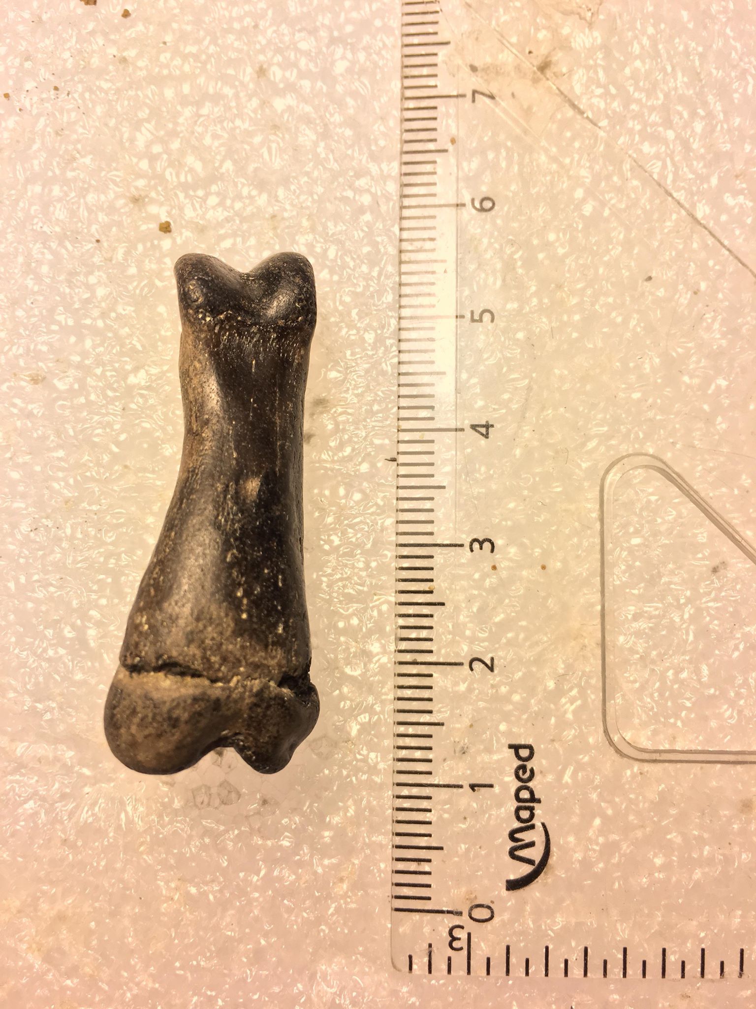 Bouldnor Formation finds Spring 2018 - Fossil Hunting Trips - The ...