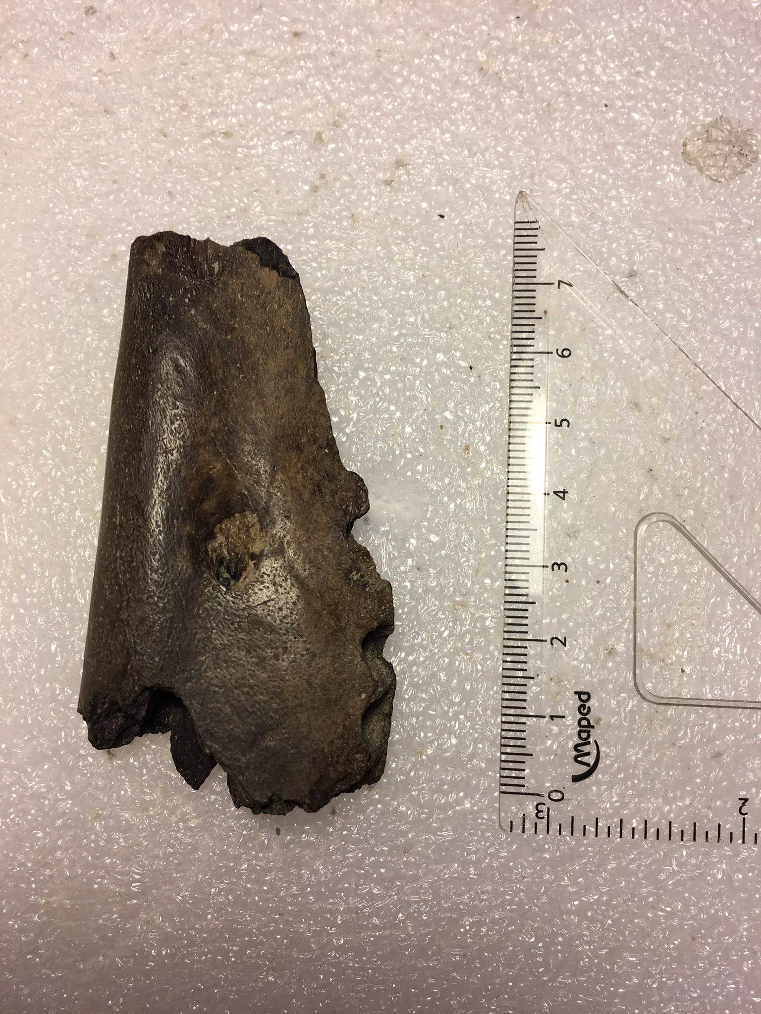 Bouldnor Formation finds Spring 2018 - Fossil Hunting Trips - The ...