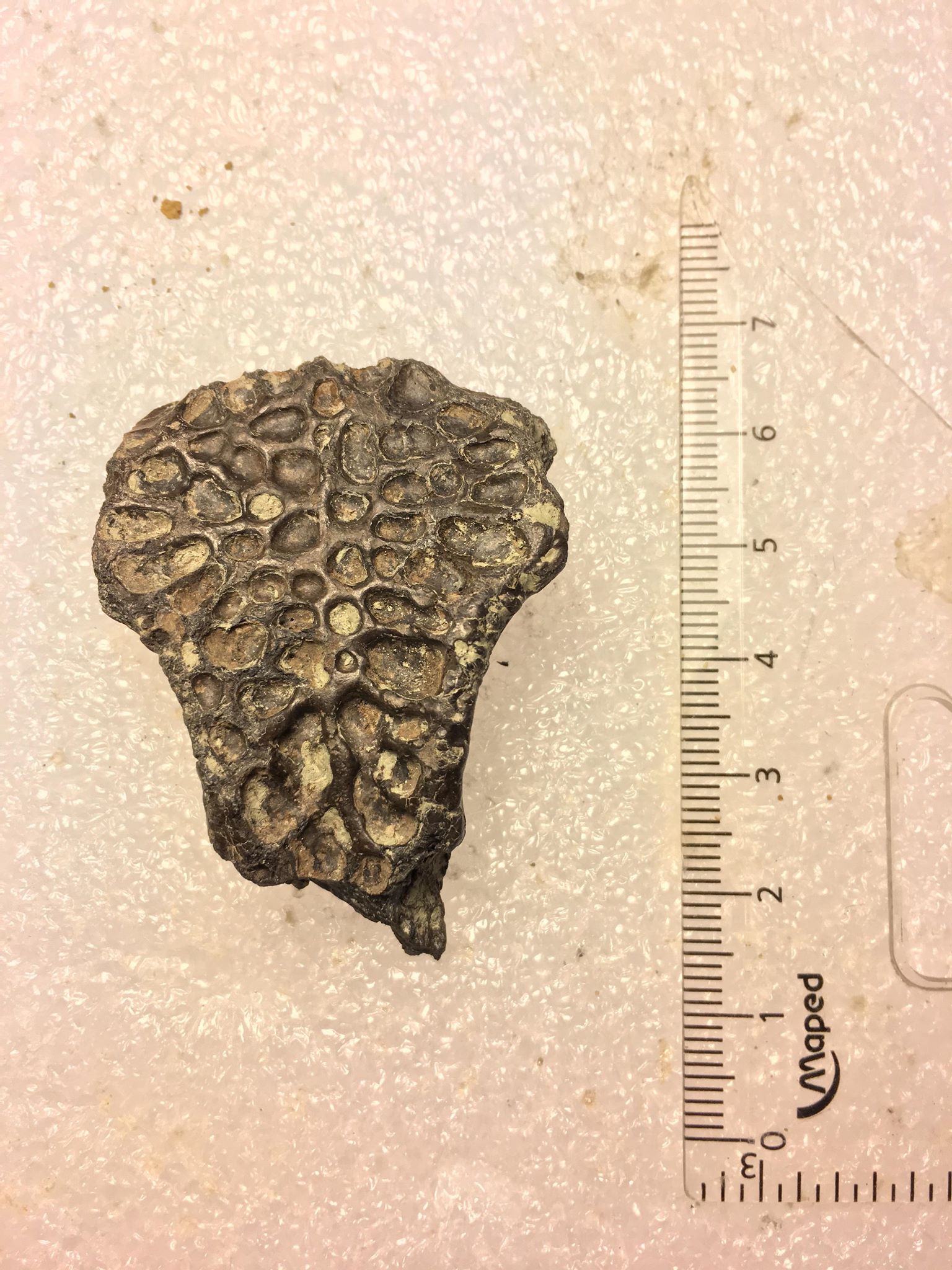 Bouldnor Formation finds Spring 2018 - Fossil Hunting Trips - The ...
