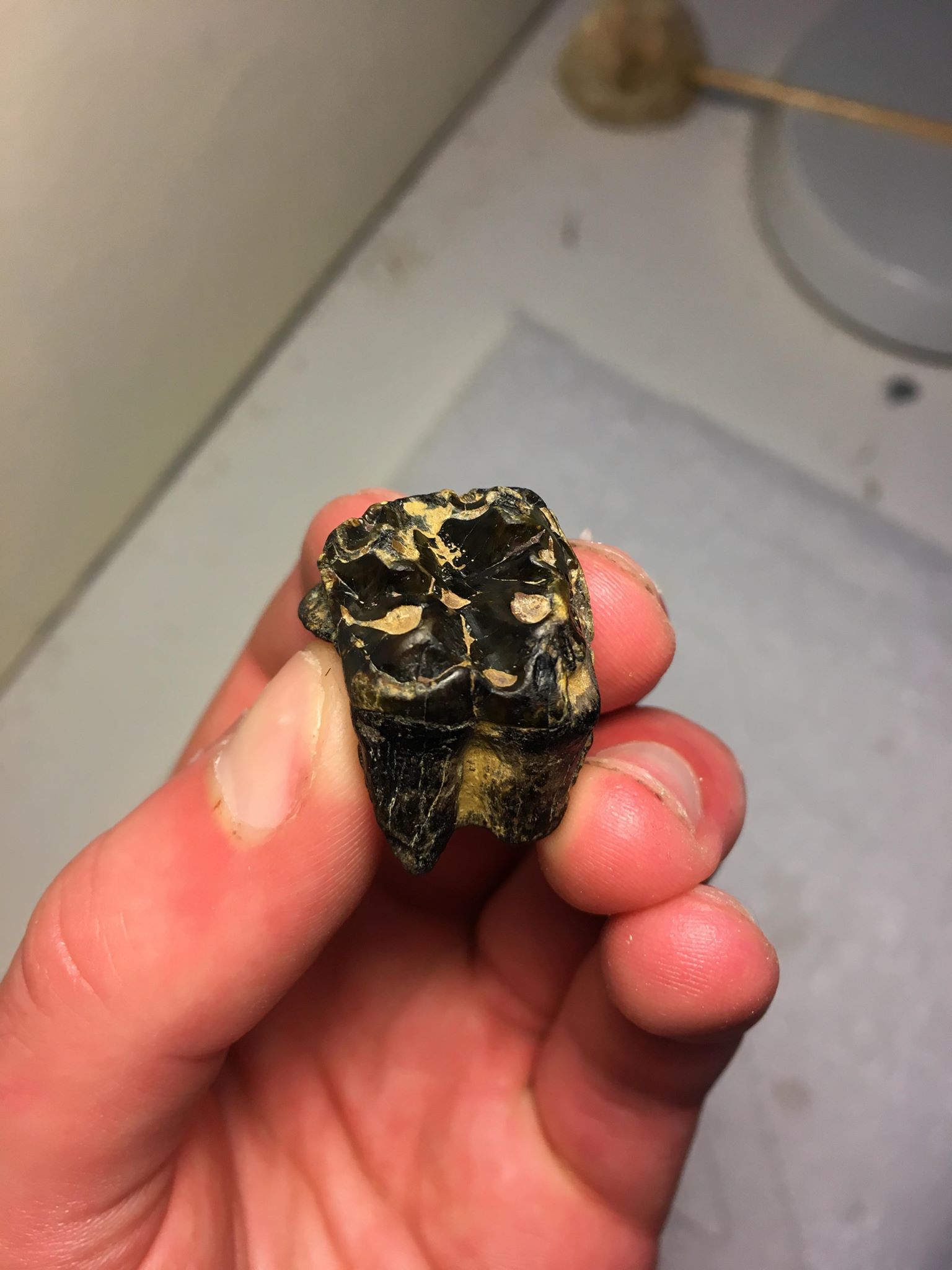 Bouldnor Formation finds Spring 2018 - Fossil Hunting Trips - The ...