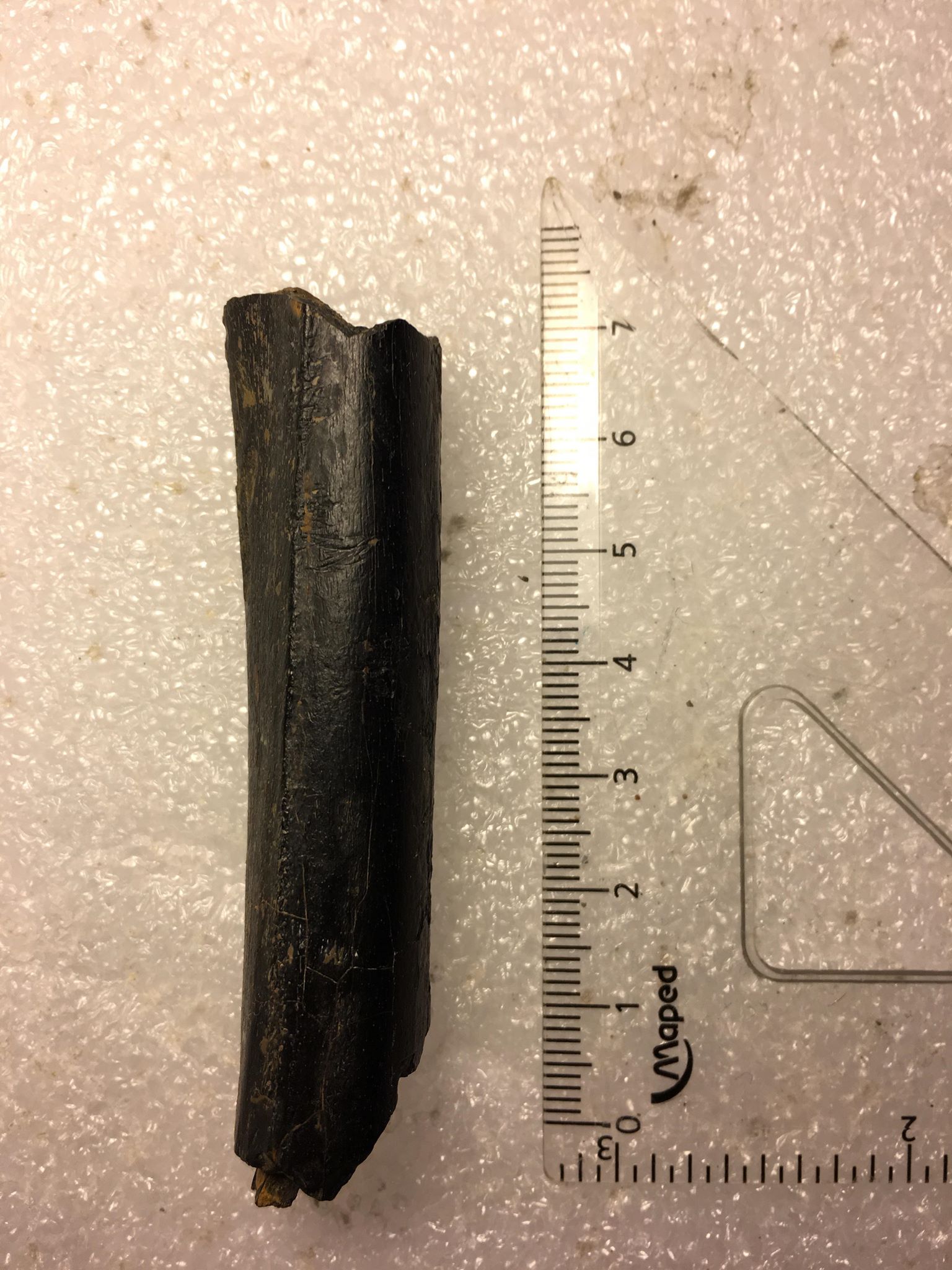 Bouldnor Formation finds Spring 2018 - Fossil Hunting Trips - The ...