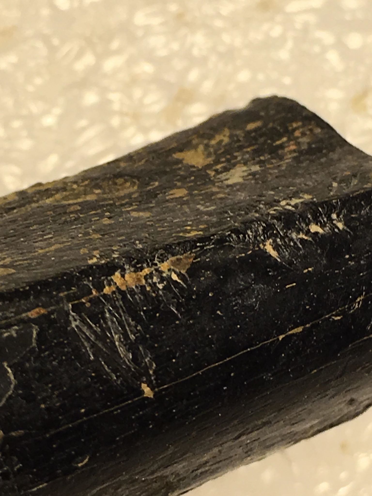 Bouldnor Formation finds Spring 2018 - Fossil Hunting Trips - The ...